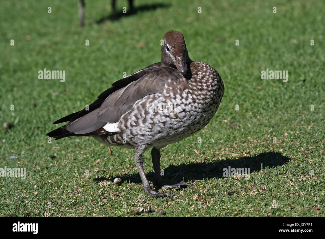 A female Maned Duck (Chenonetta jubata) also known as the Australian ...