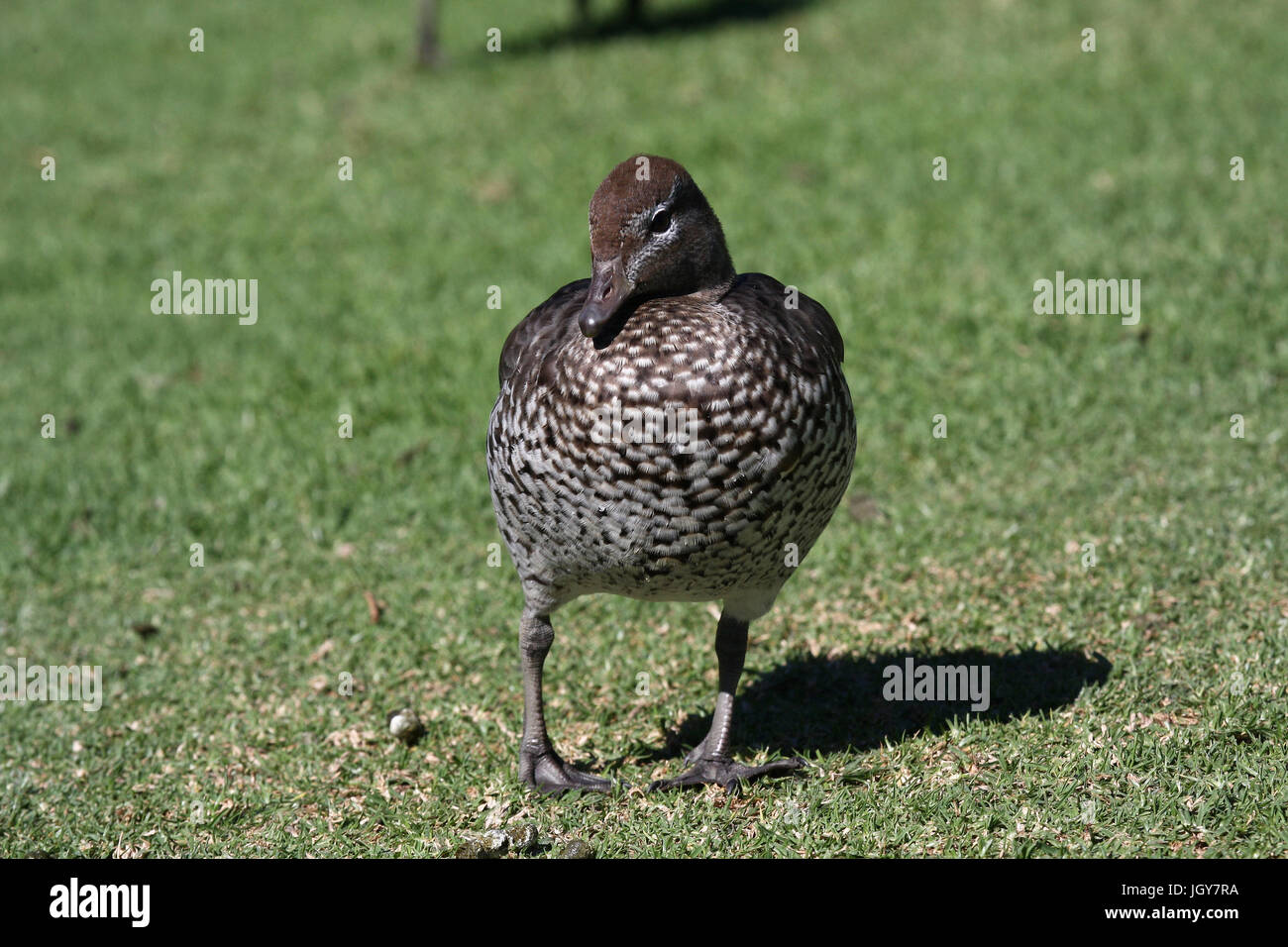 A female Maned Duck (Chenonetta jubata) also known as the Australian ...