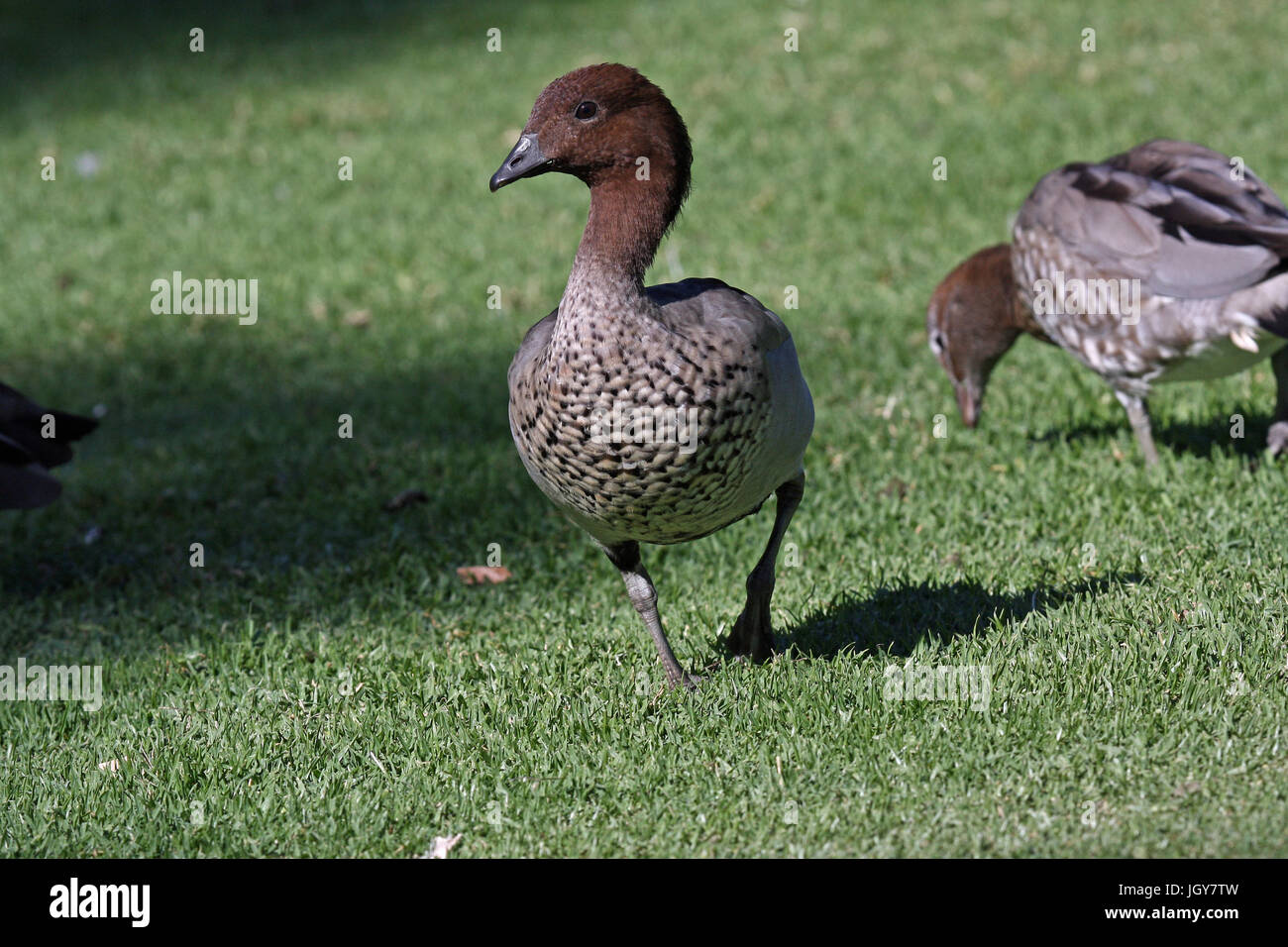 A male Maned Duck (Chenonetta jubata) also known as the Australian Wood ...