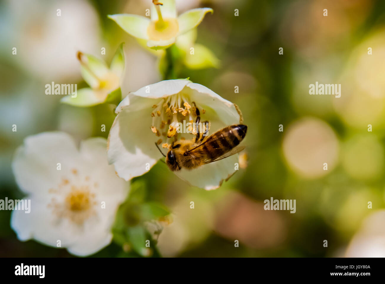 Close up view honey bee hi-res stock photography and images - Alamy