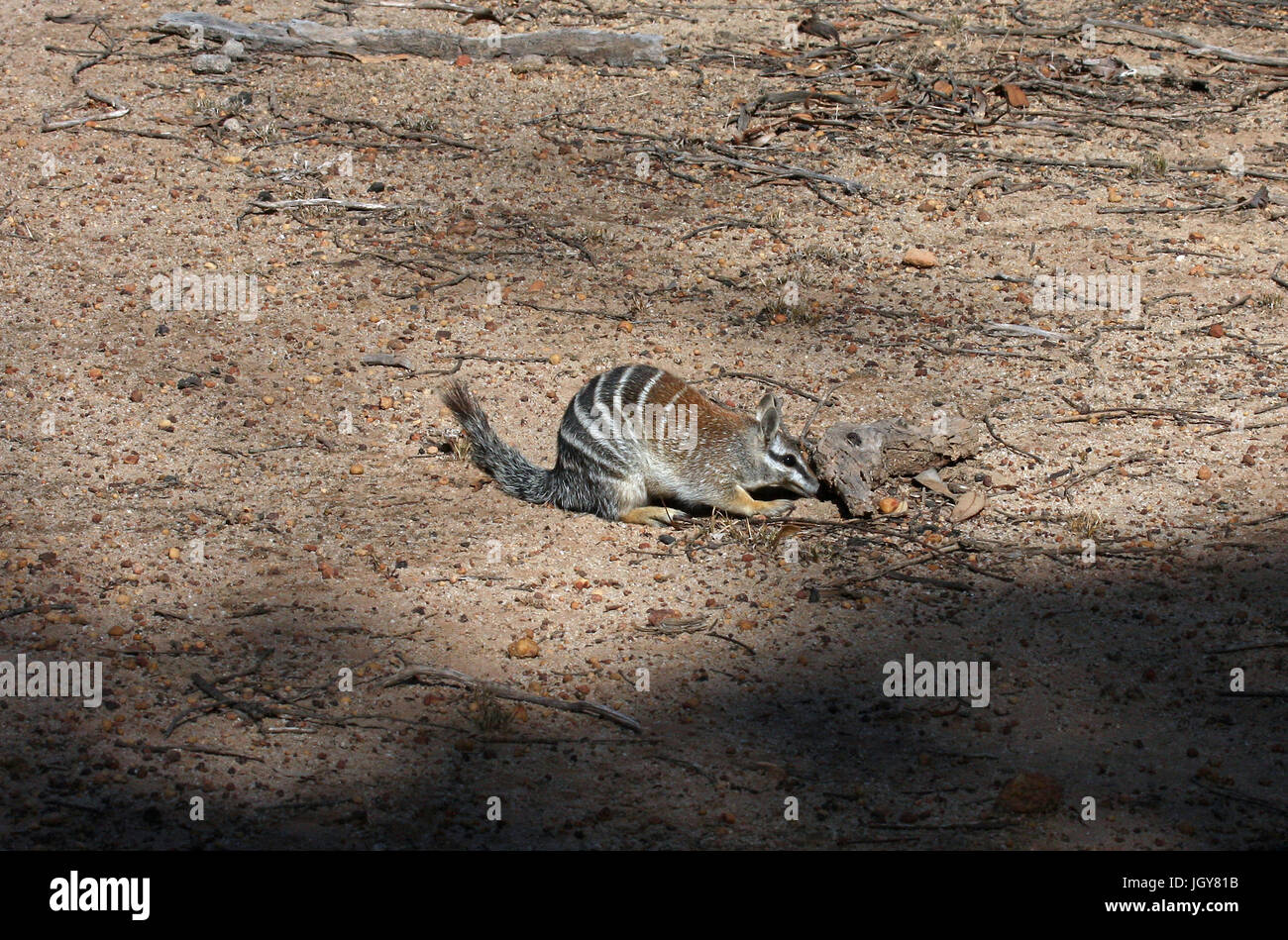 A Numbat or Banded Anteater (Myrmecobius fasciatus) looking for ants in ...