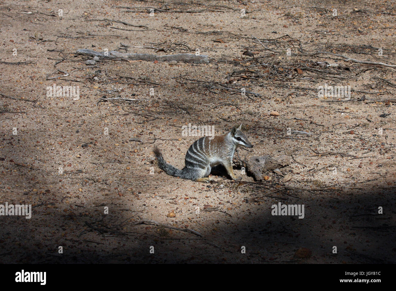 A Numbat or Banded Anteater (Myrmecobius fasciatus) looking for ants in ...