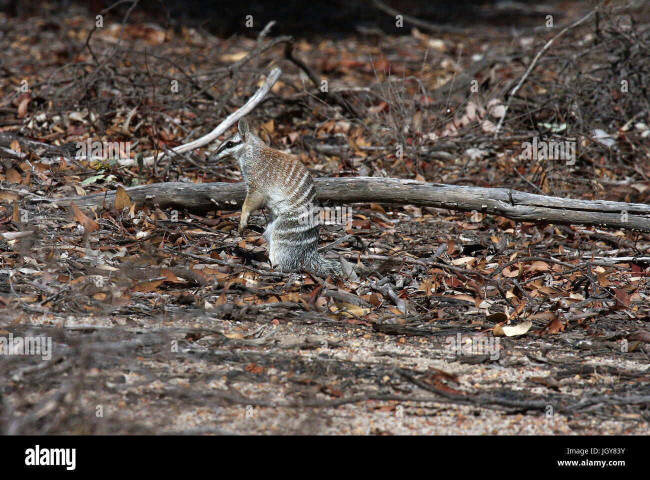 A Numbat or Banded Anteater (Myrmecobius fasciatus) looking for ants in ...