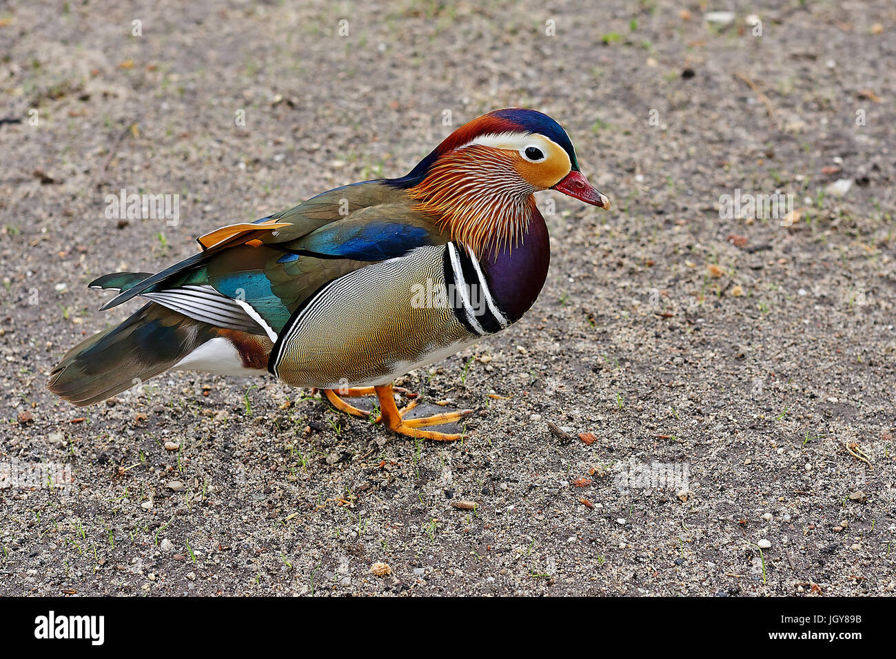 Rare mandarin duck in hi-res stock photography and images - Alamy