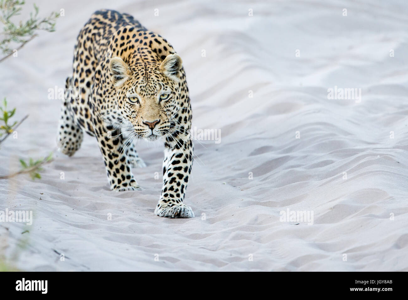 Leopard stalking prey hi-res stock photography and images - Alamy