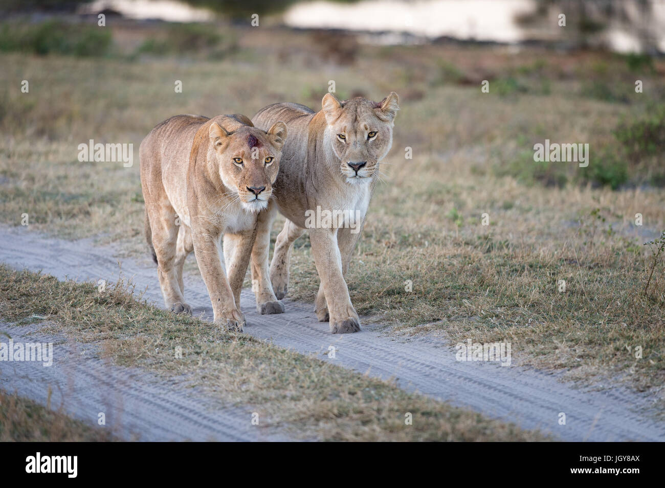 Female Lions Do The Hunting