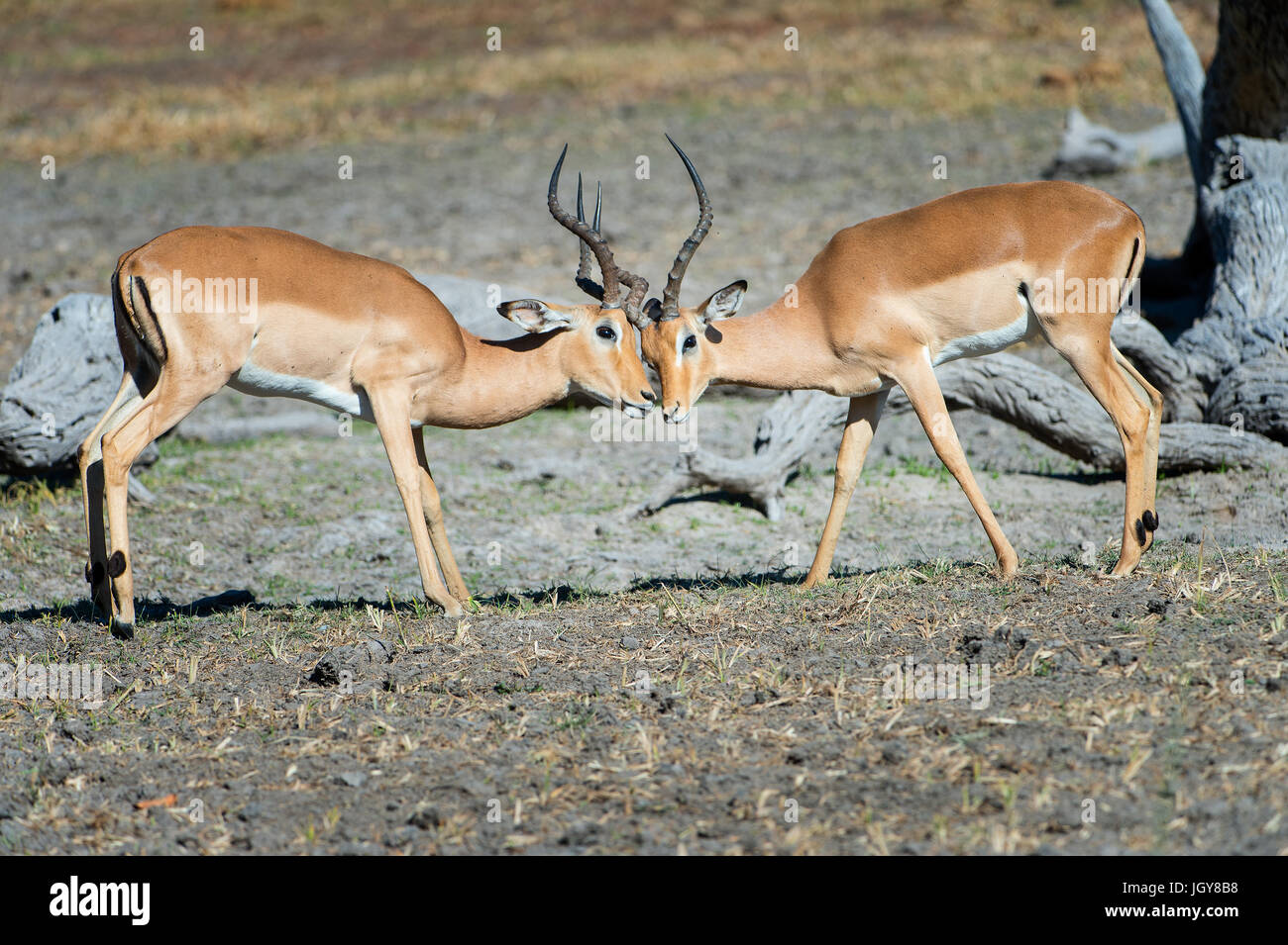 A pair of male impala's fighting Stock Photo - Alamy
