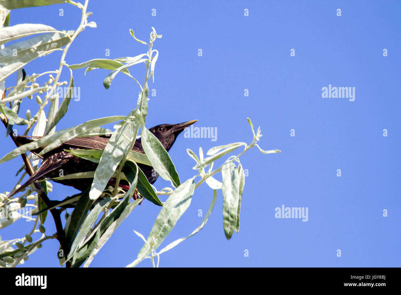 Black thicket hi-res stock photography and images - Alamy