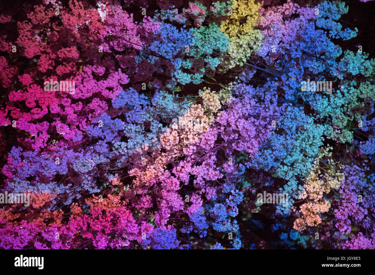 Cherry tree painting hi-res stock photography and images - Alamy