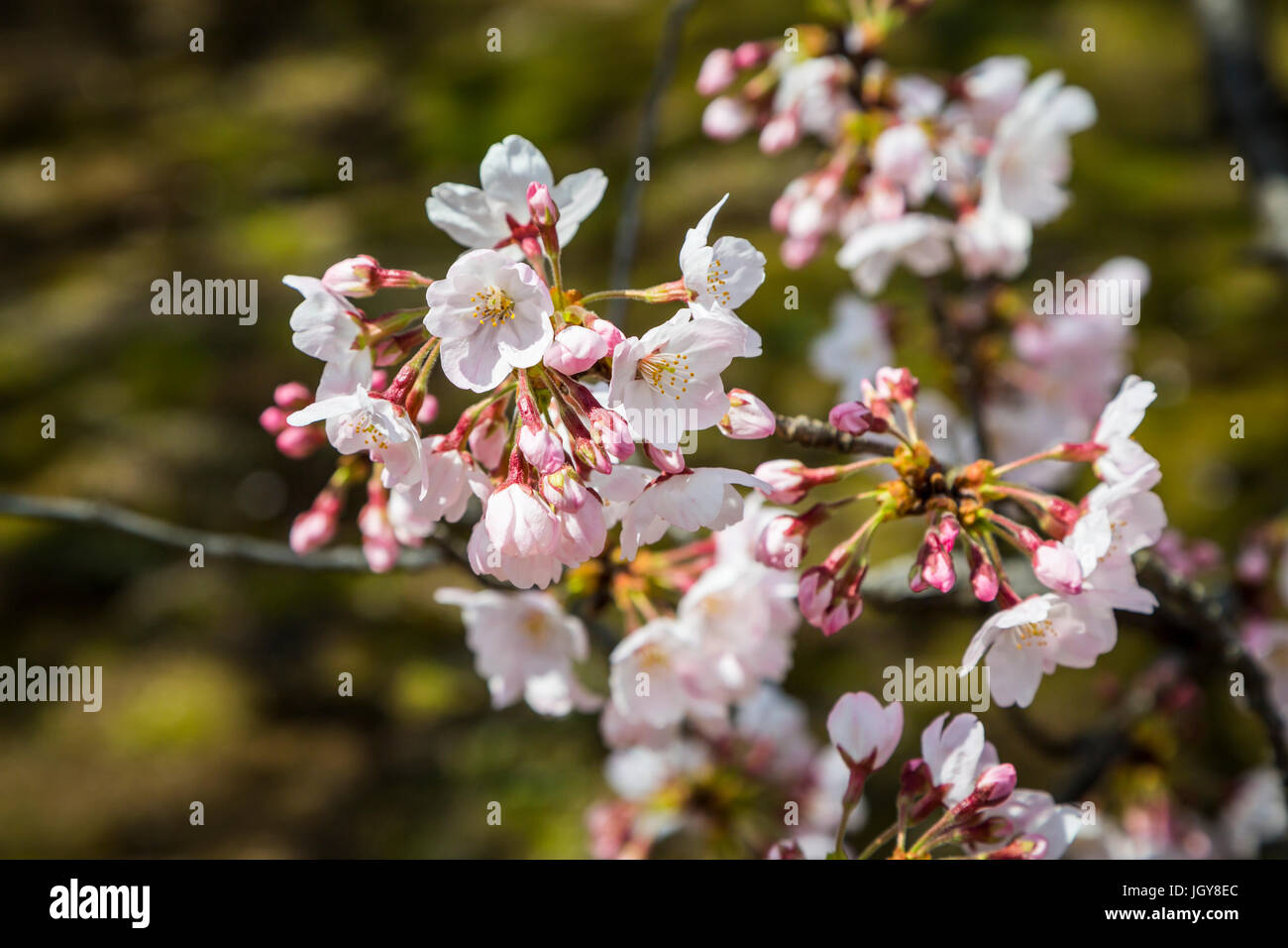 Sakura cherry blossoms close ups in the Shinjuku Gyoen National Gardens ...