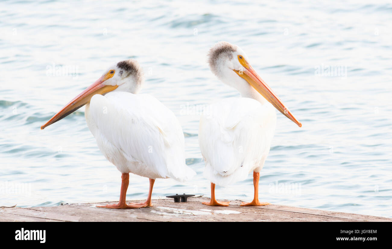 American white pelicans standing close together hi-res stock ...