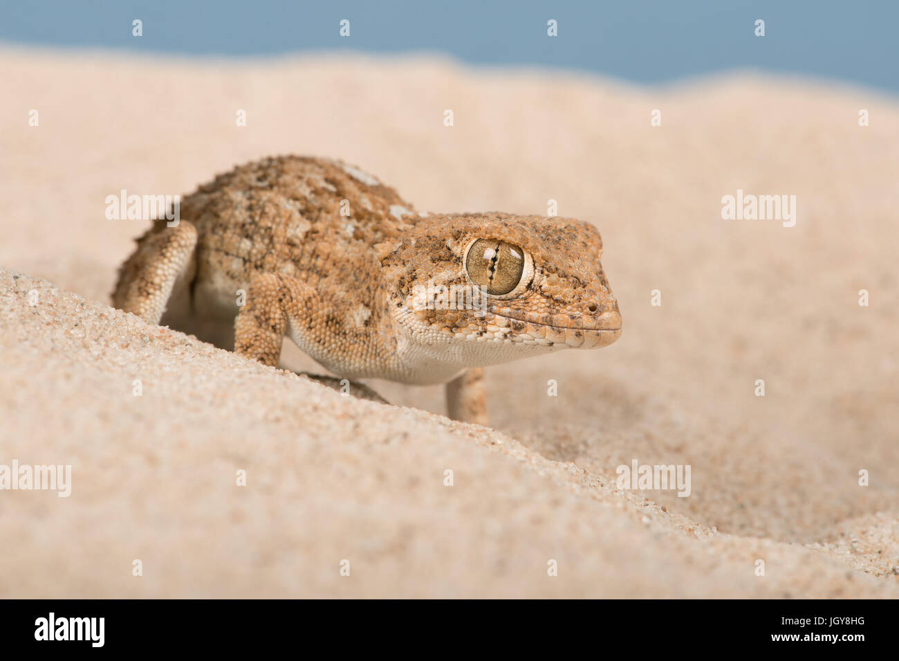 Helmeted gecko hi-res stock photography and images - Alamy