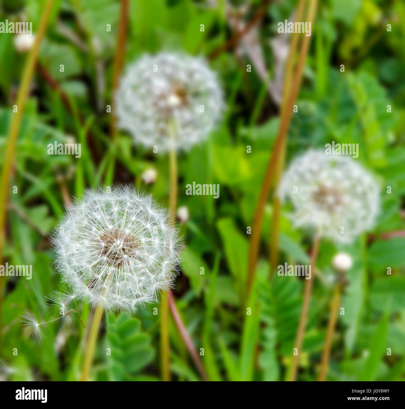 Green field with dandelions plants, close up Stock Photo - Alamy