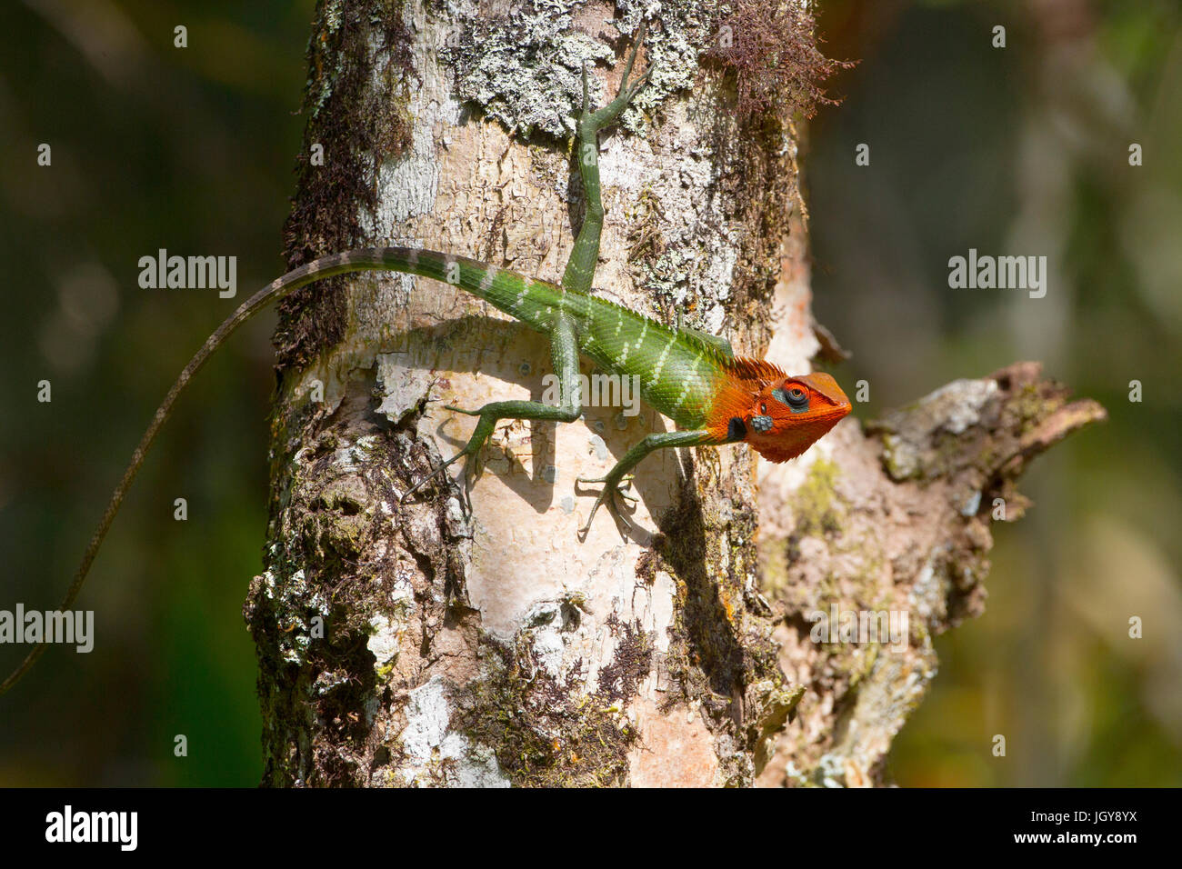 Green forest calotes hi-res stock photography and images - Alamy