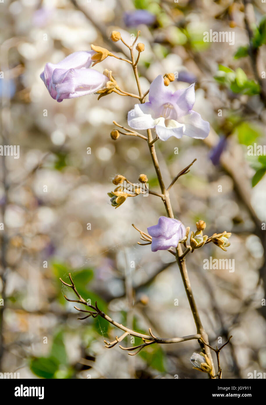 Mauve Flowers of paulownia tomentosa tree, close up Stock Photo - Alamy