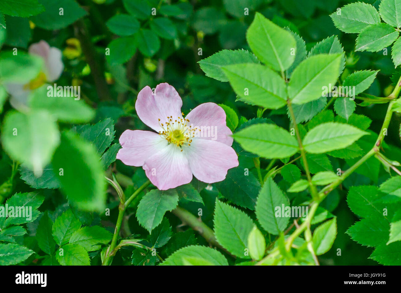 Pink wild rose bush flowers, outdoor park close up Stock Photo - Alamy
