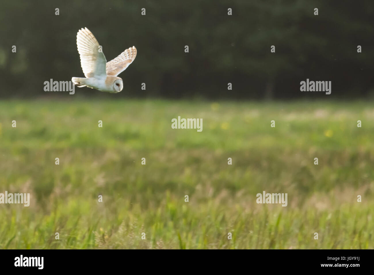 Barn owl, Tyto alba, flying over field in low evening sun, searching ...