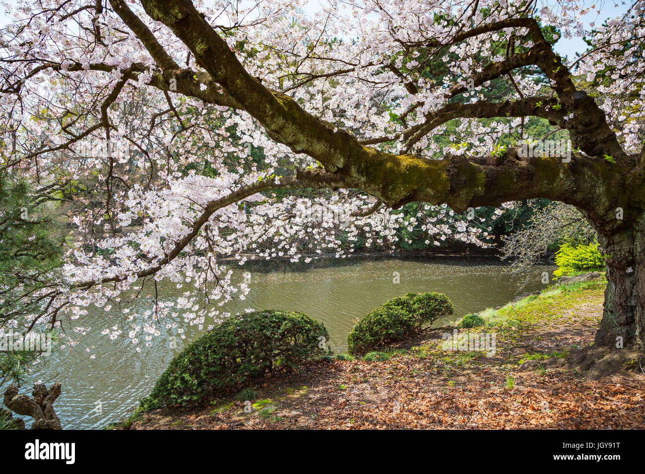 Sakura cherry blossoms in the Shinjuku Gyoen National Gardens in Tokyo ...