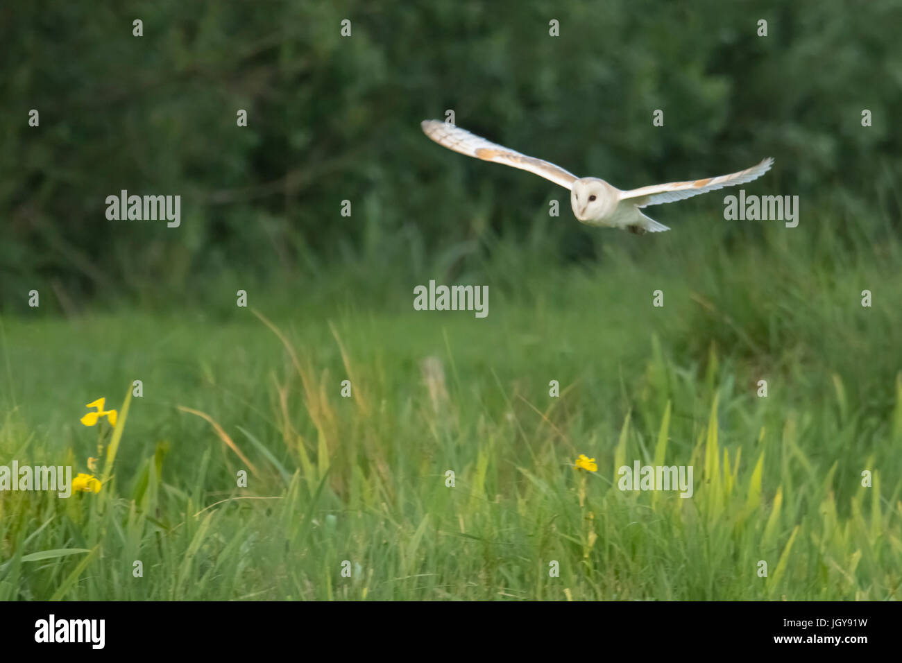 Barn owl, Tyto alba, flying over field in low evening sun, searching ...