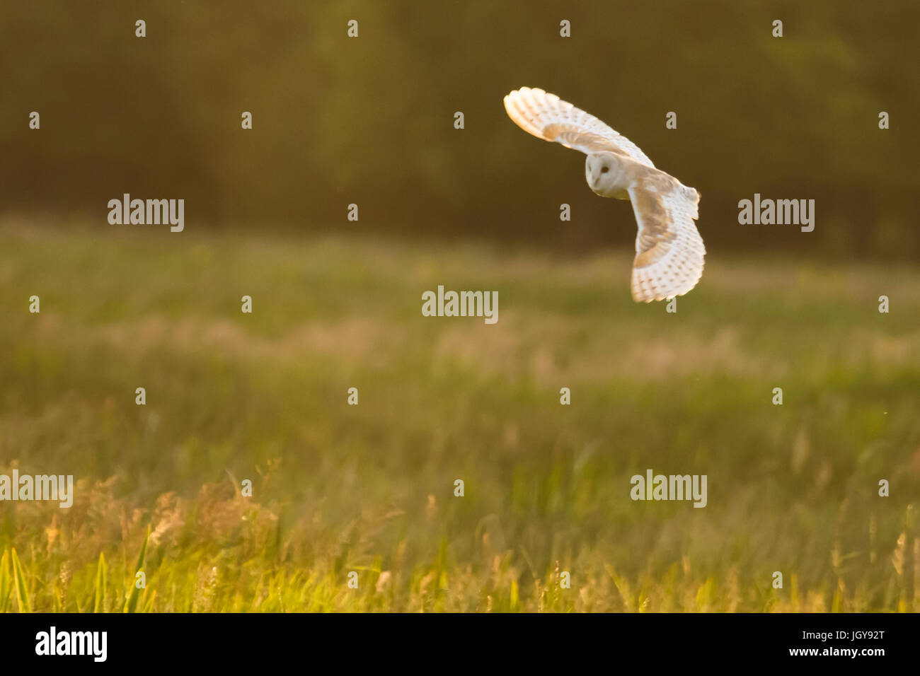 Barn owl, Tyto alba, flying over field in low evening sun, searching ...