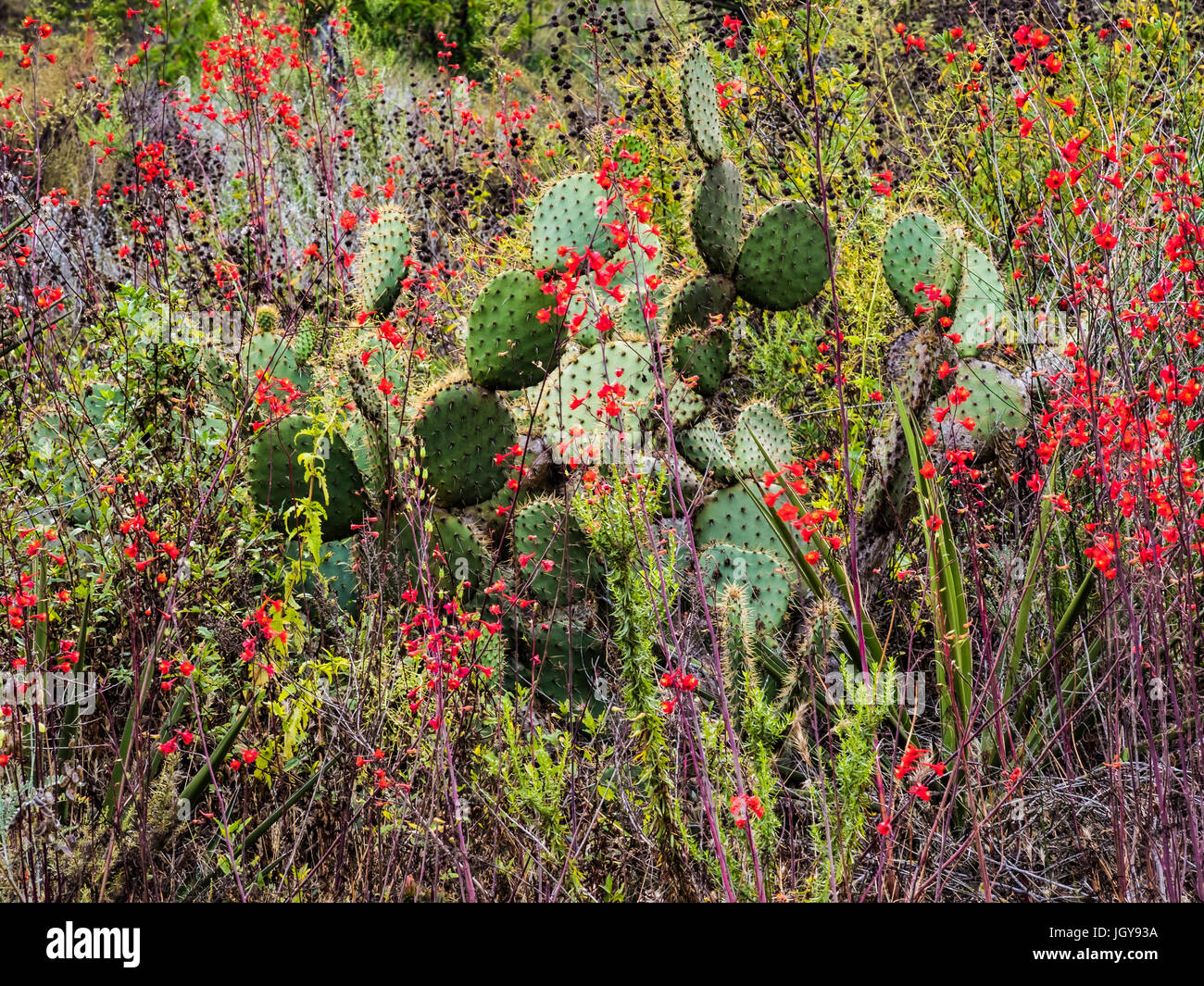 torrey pines state nature reserve extension wildflowers Stock Photo - Alamy