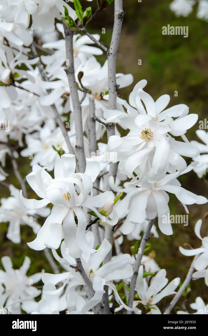 White magnolia tree branch flowers, family Magnoliaceae, close up ...