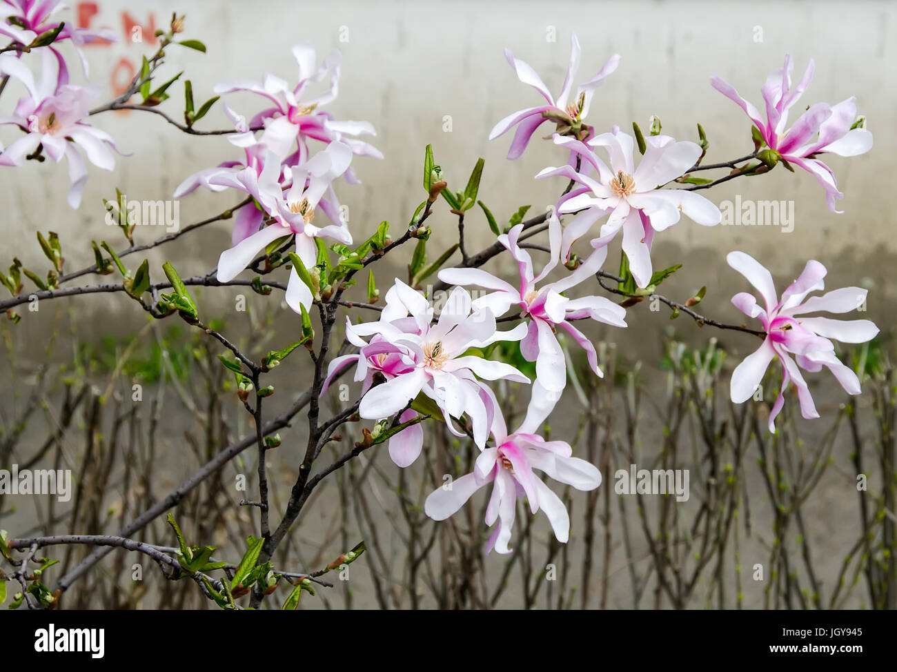 Pink magnolia tree branch flowers, family Magnoliaceae, close up ...