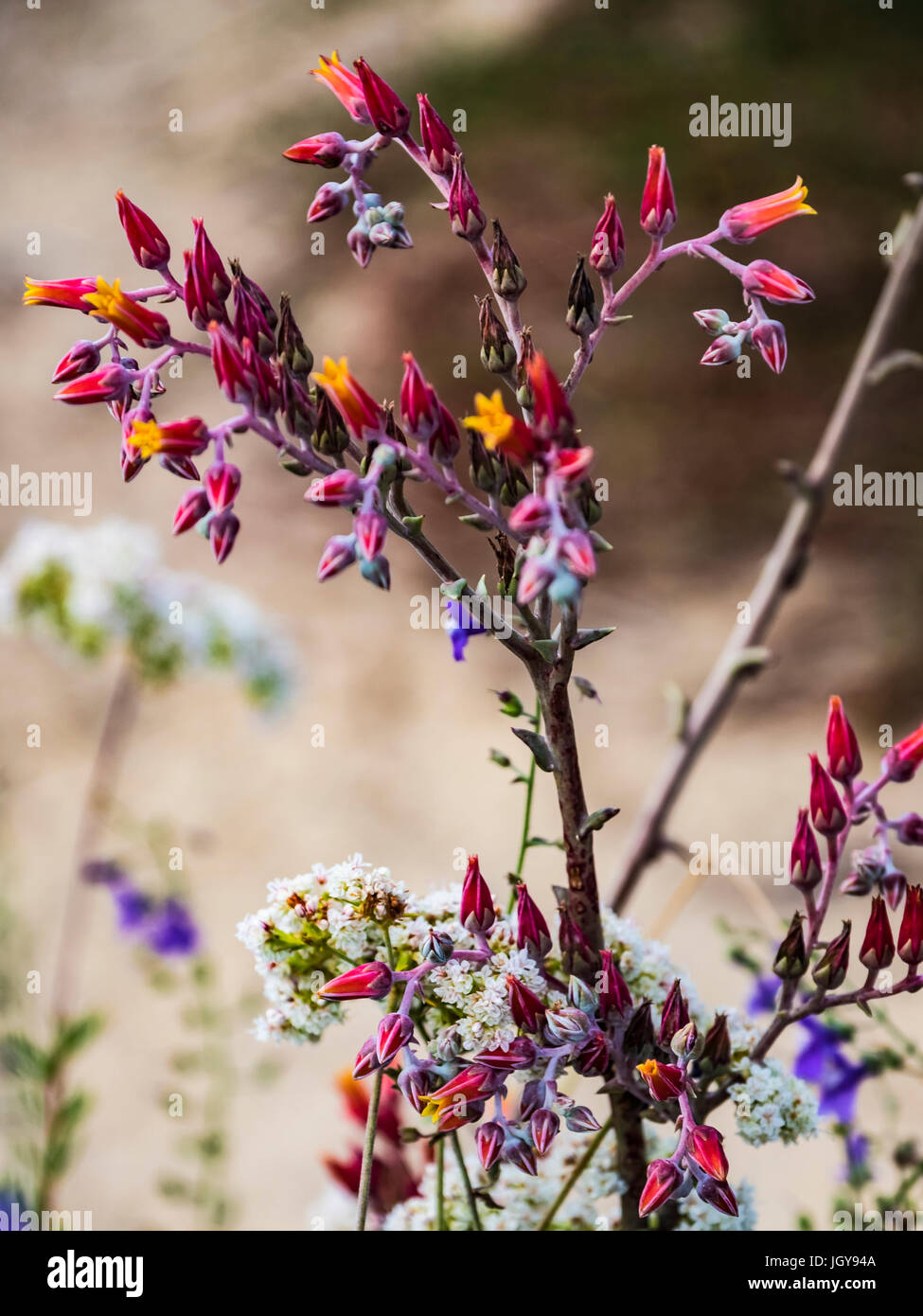 torrey pines state nature reserve extension wildflowers Stock Photo - Alamy