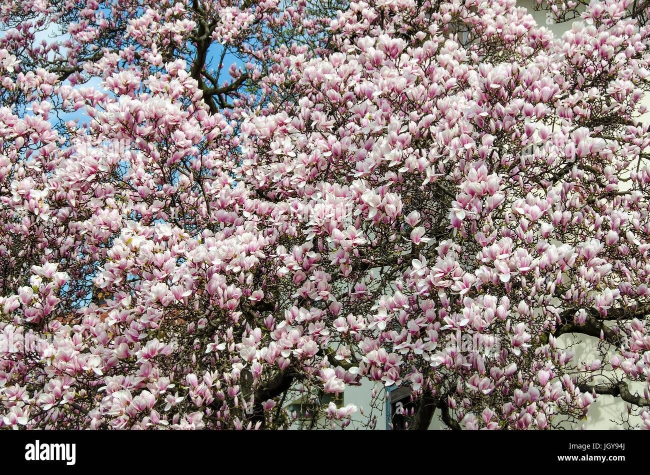 Pink magnolia tree branch flowers, family Magnoliaceae, close up ...