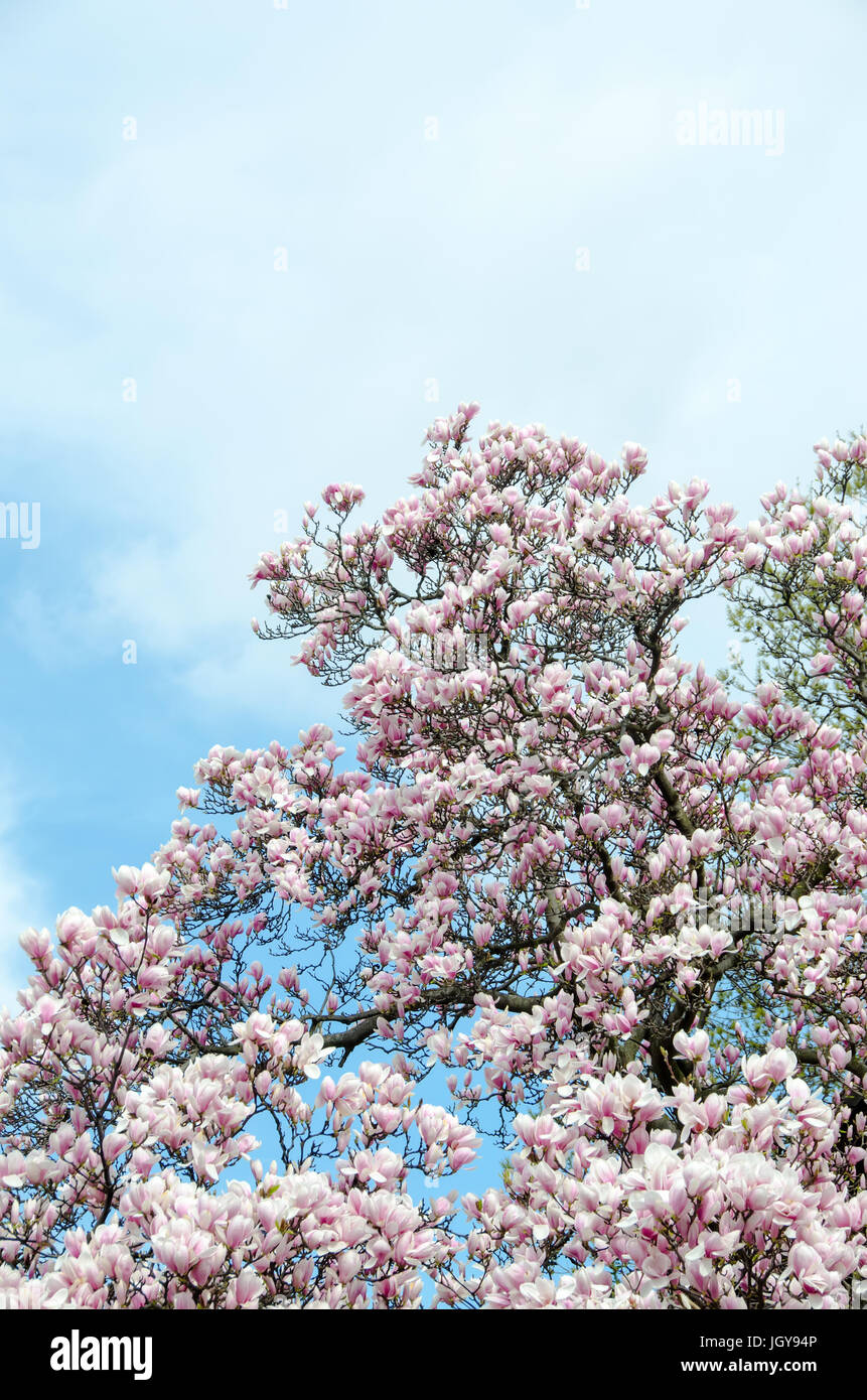 Pink magnolia tree branch flowers, family Magnoliaceae, close up ...
