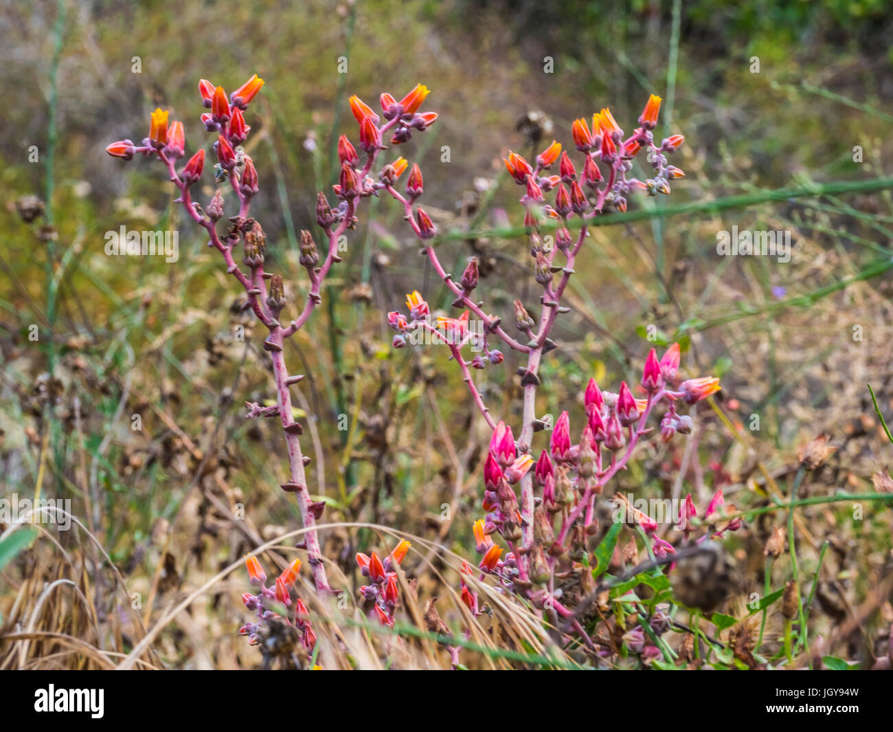 torrey pines state nature reserve extension wildflowers Stock Photo - Alamy