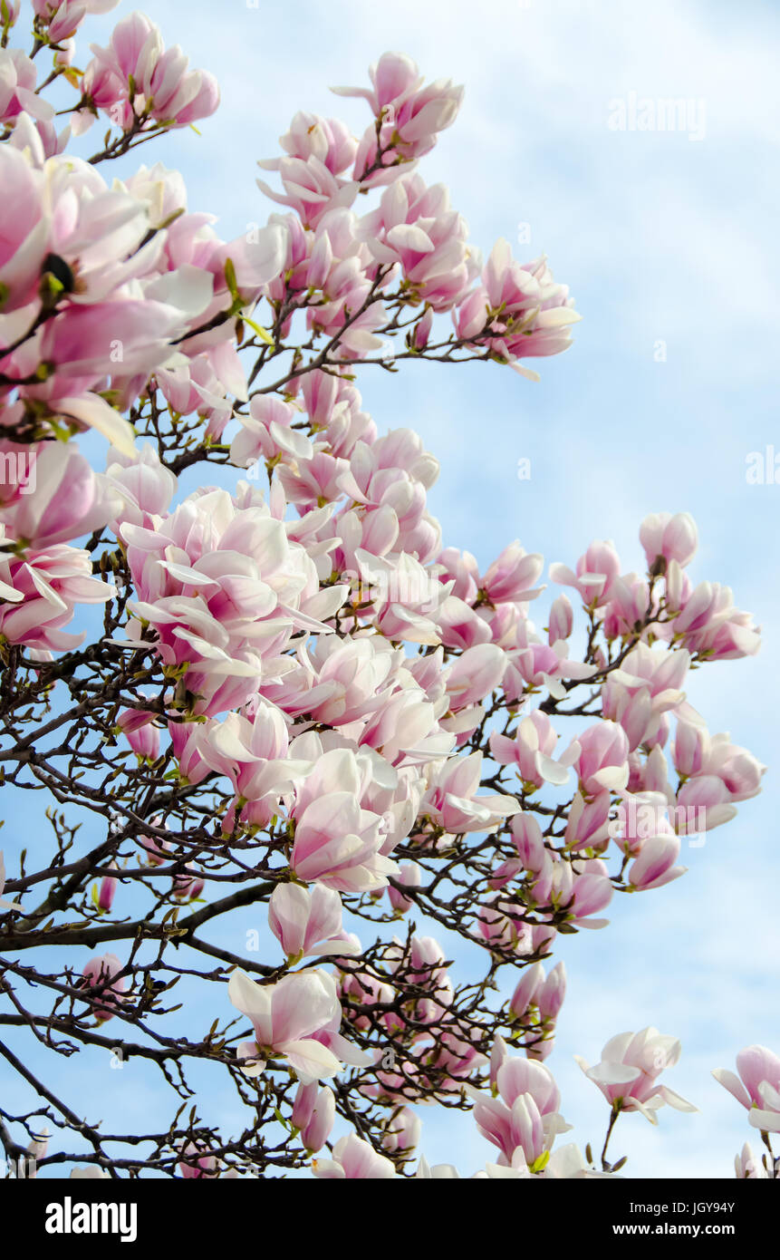 Pink magnolia tree branch flowers, family Magnoliaceae, close up ...