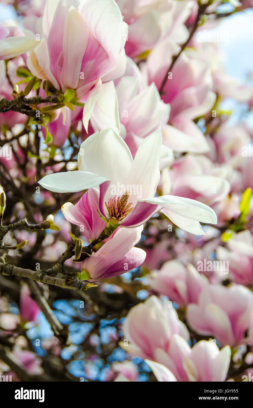 Pink magnolia tree branch flowers, family Magnoliaceae, close up ...