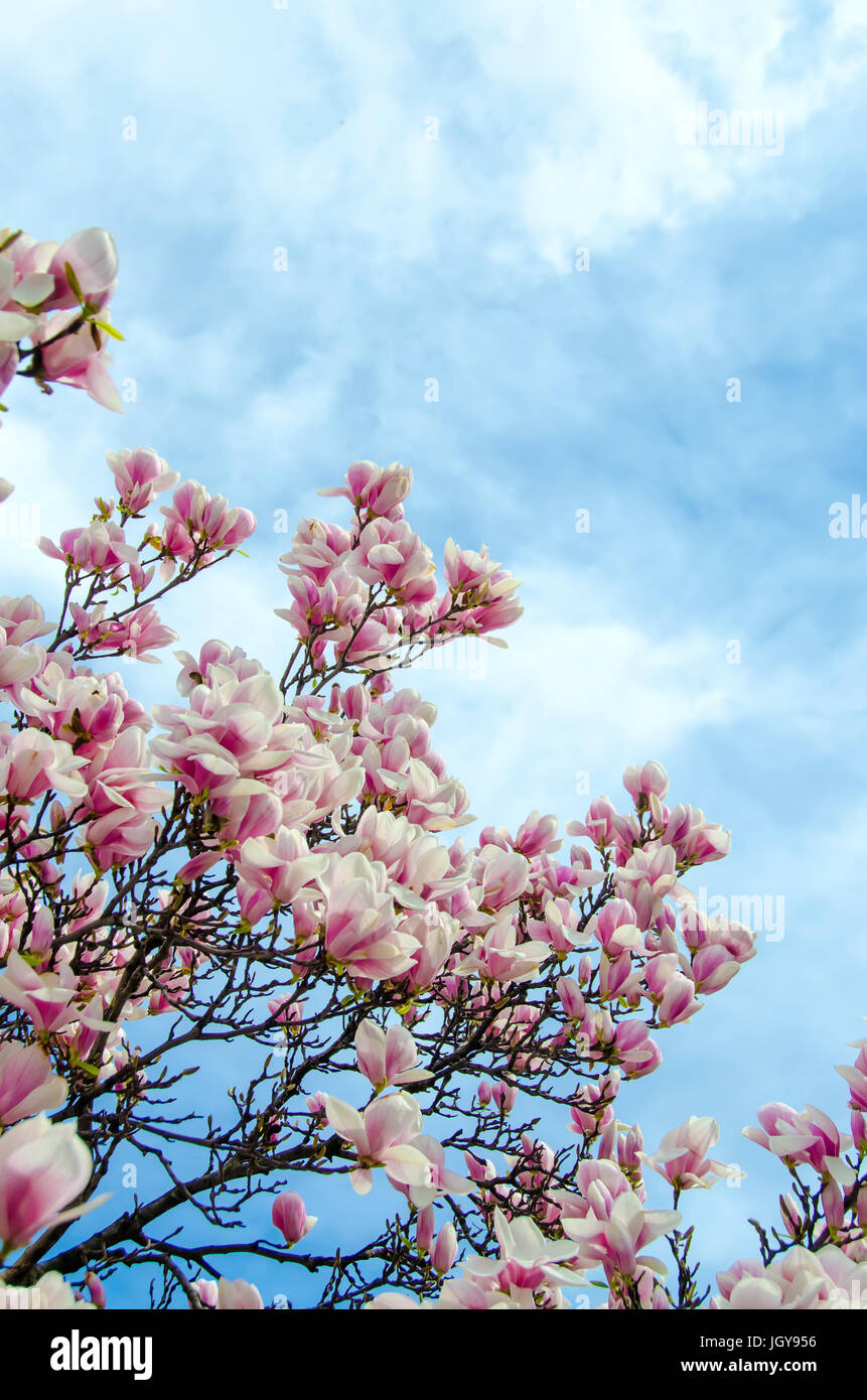 Pink magnolia tree branch flowers, family Magnoliaceae, close up ...