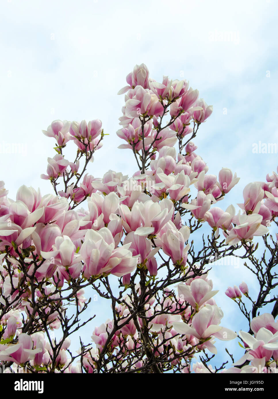 Pink magnolia tree branch flowers, family Magnoliaceae, close up ...