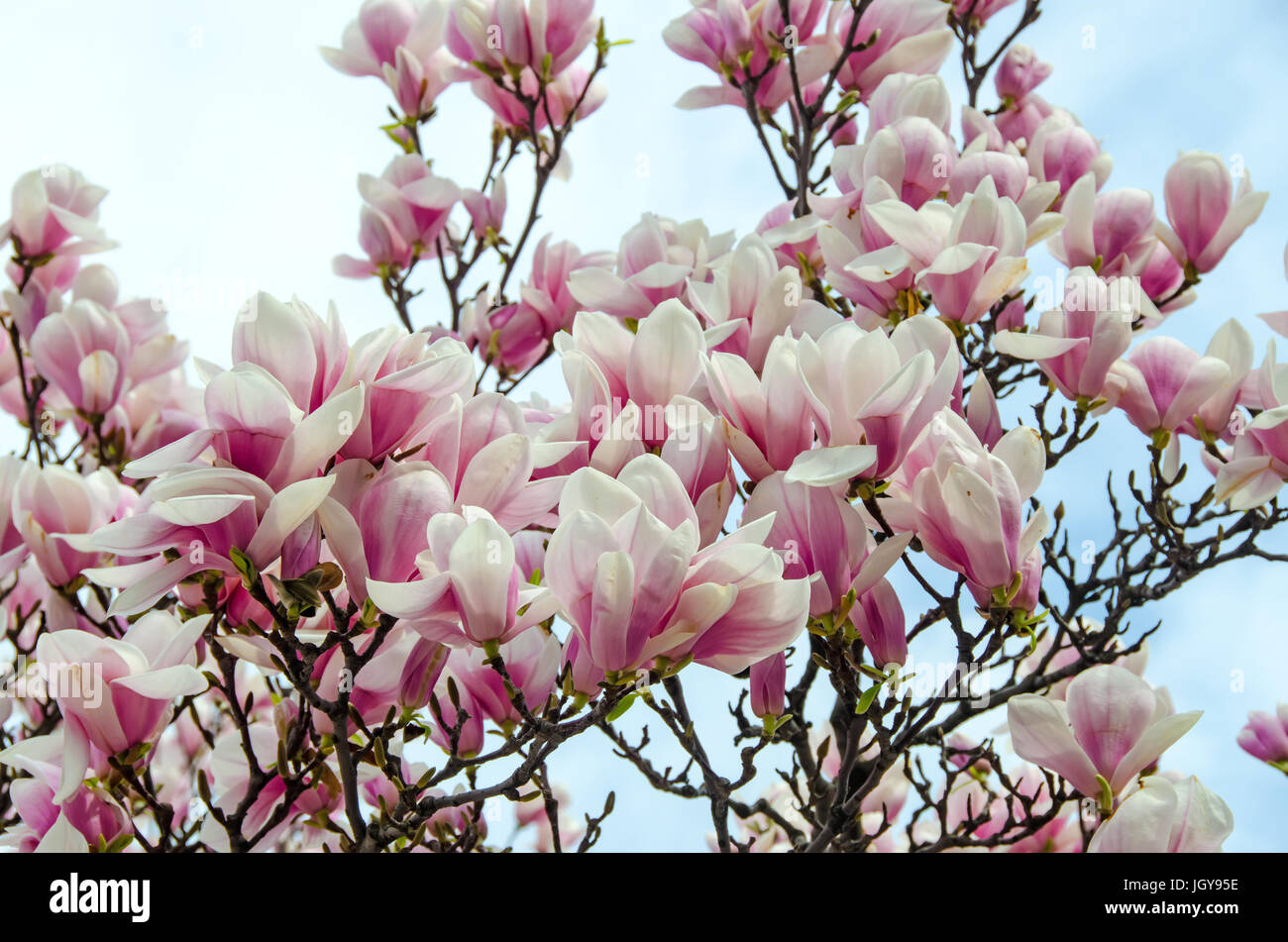 Pink magnolia tree branch flowers, family Magnoliaceae, close up ...