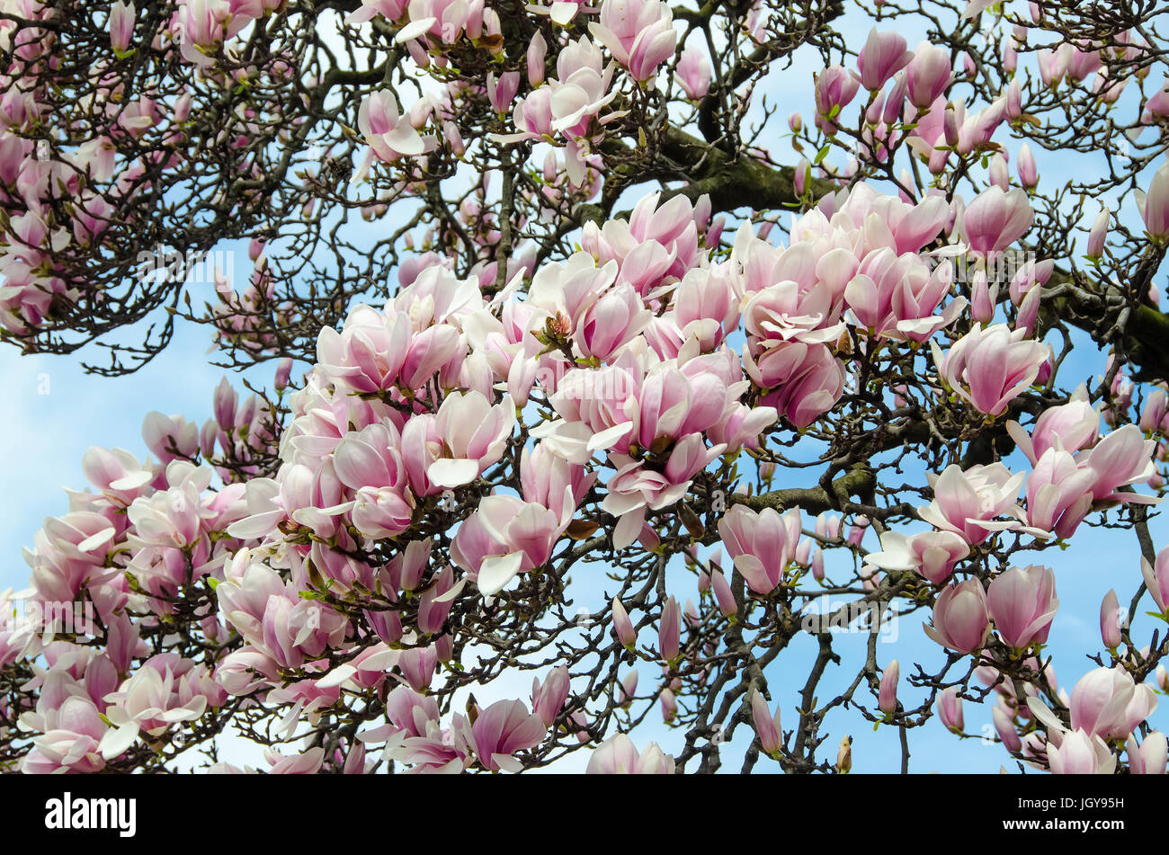 Pink magnolia tree branch flowers, family Magnoliaceae, close up ...