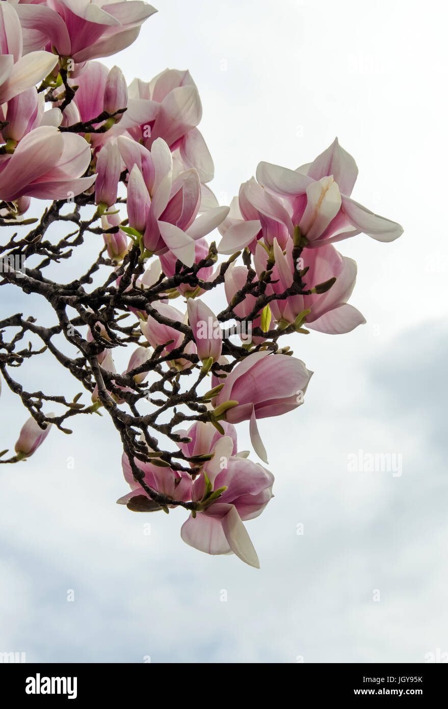 Pink magnolia tree branch flowers, family Magnoliaceae, close up ...