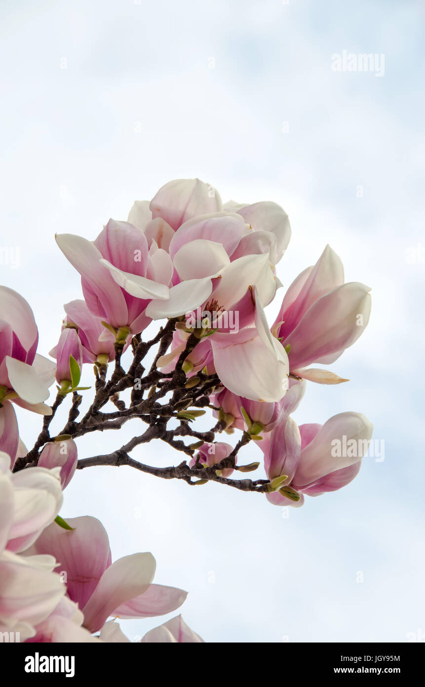 Pink magnolia tree branch flowers, family Magnoliaceae, close up ...