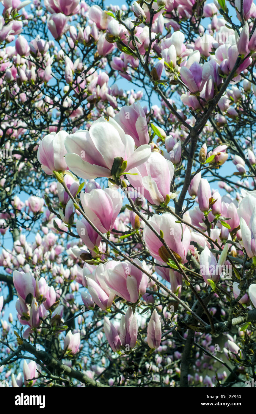 Pink magnolia tree branch flowers, family Magnoliaceae, close up ...