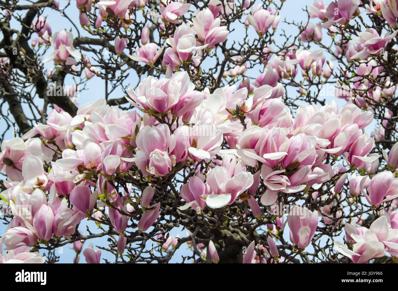 Pink magnolia tree branch flowers, family Magnoliaceae, close up ...