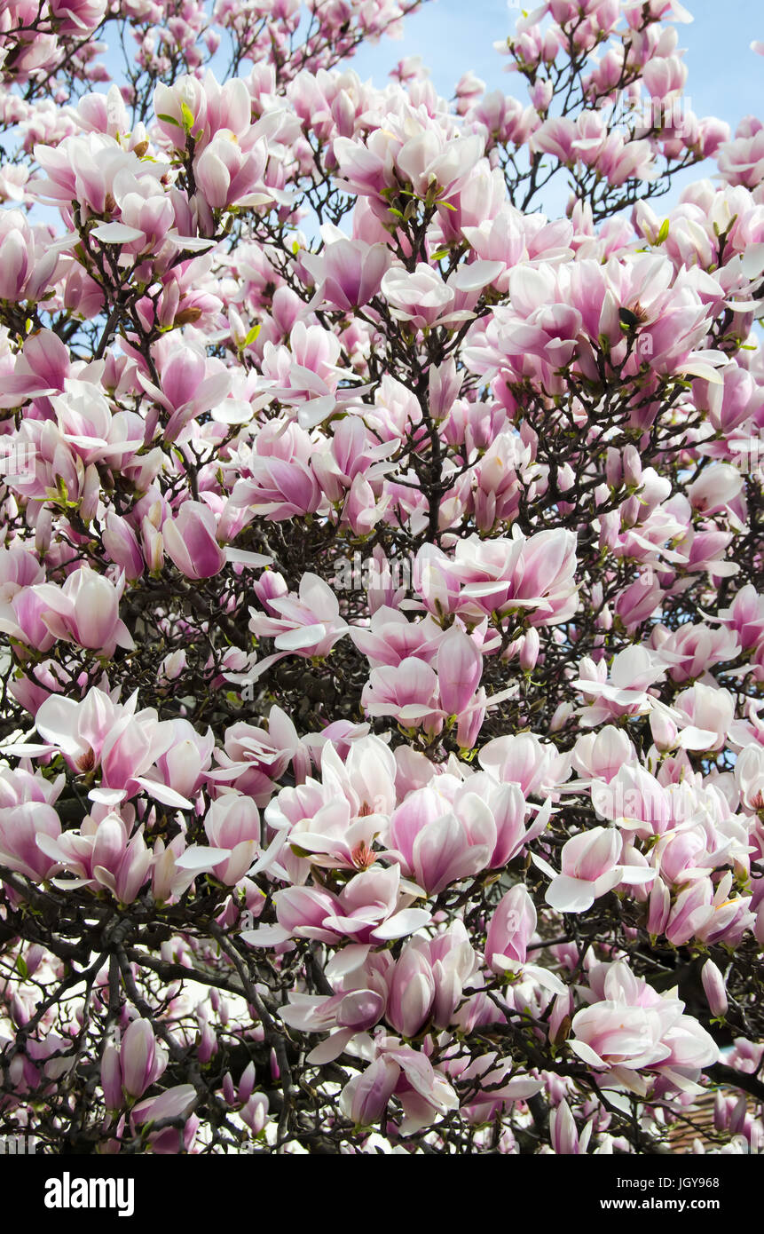 Pink magnolia tree branch flowers, family Magnoliaceae, close up ...