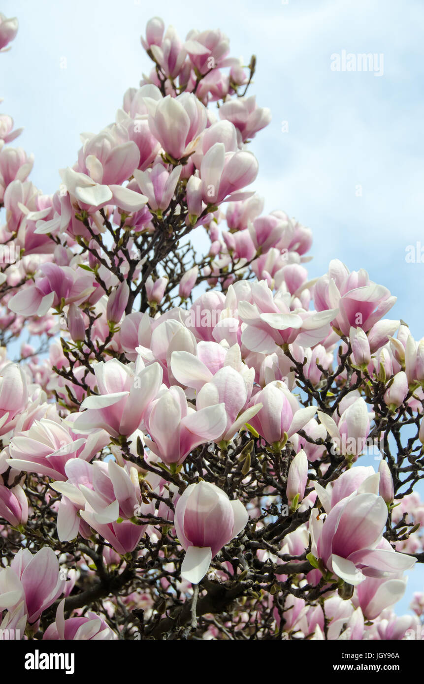 Pink magnolia tree branch flowers, family Magnoliaceae, close up ...