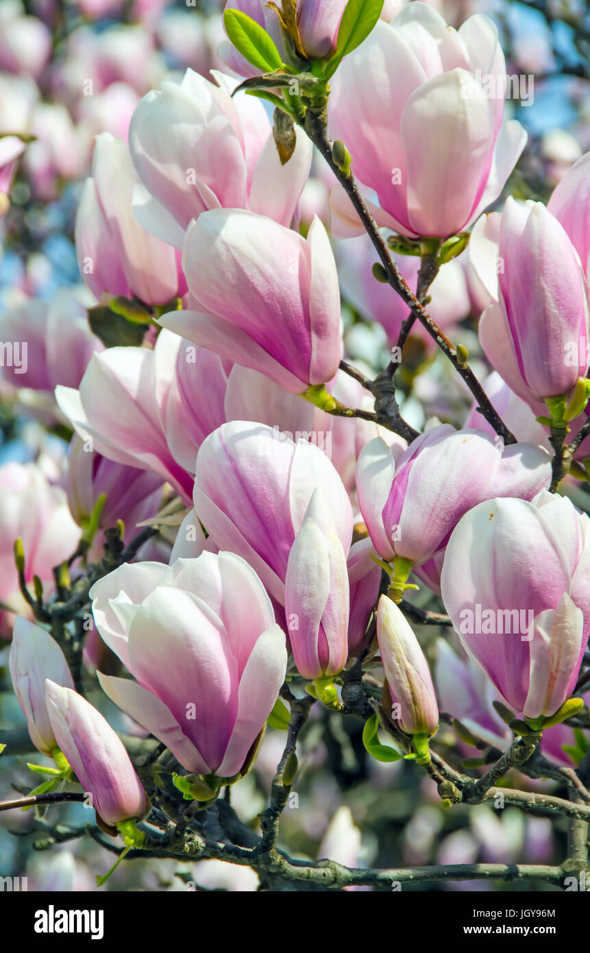 Pink magnolia tree branch flowers, family Magnoliaceae, close up ...