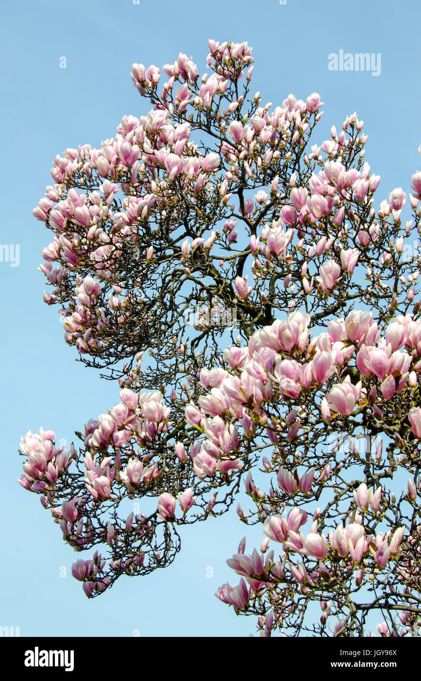 Pink magnolia tree branch flowers, family Magnoliaceae, close up ...