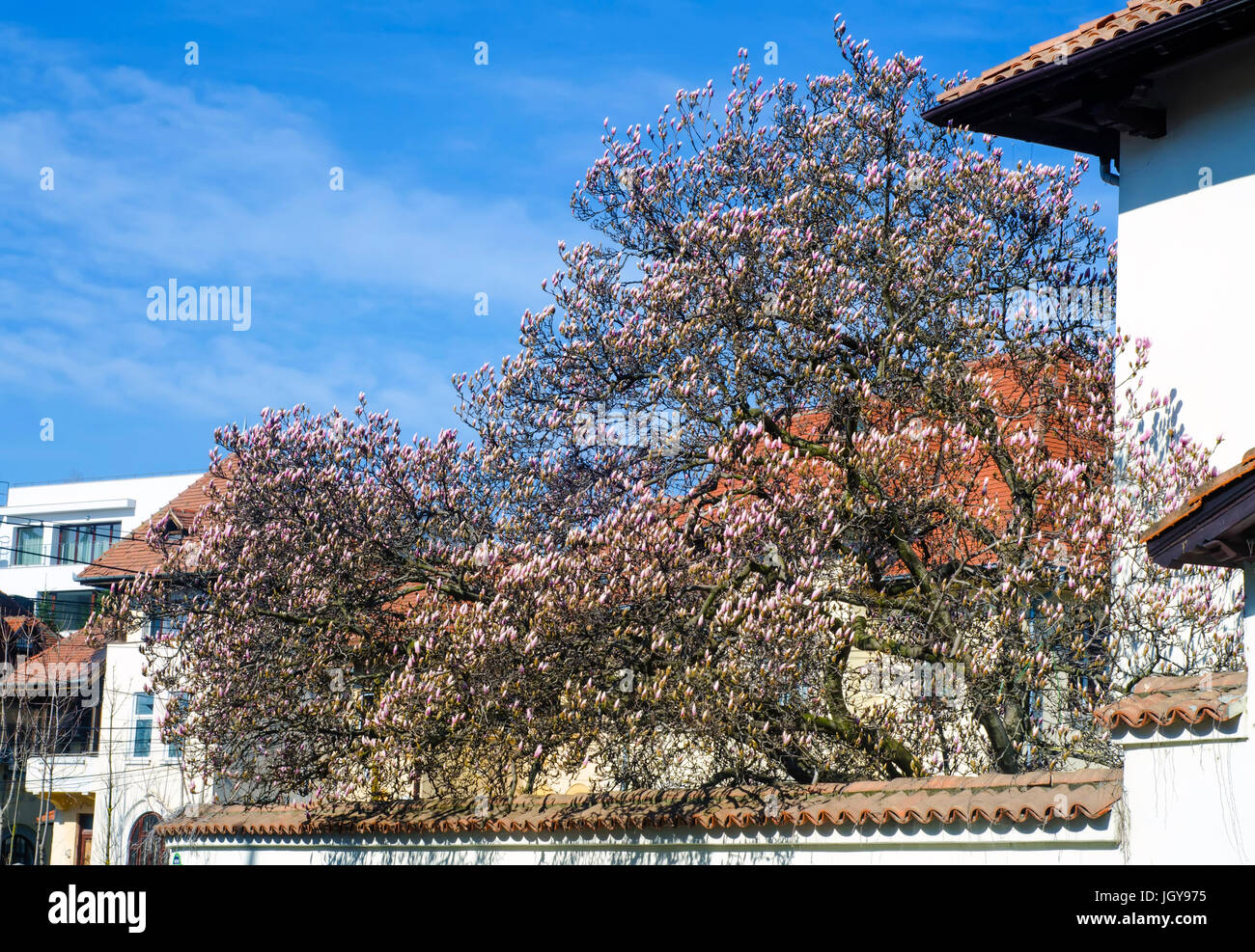 Pink magnolia tree branch flowers, family Magnoliaceae, close up ...