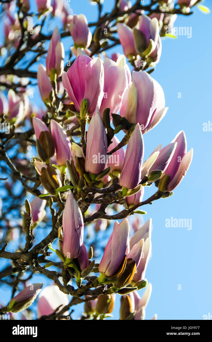 Pink magnolia tree branch flowers, family Magnoliaceae, close up ...
