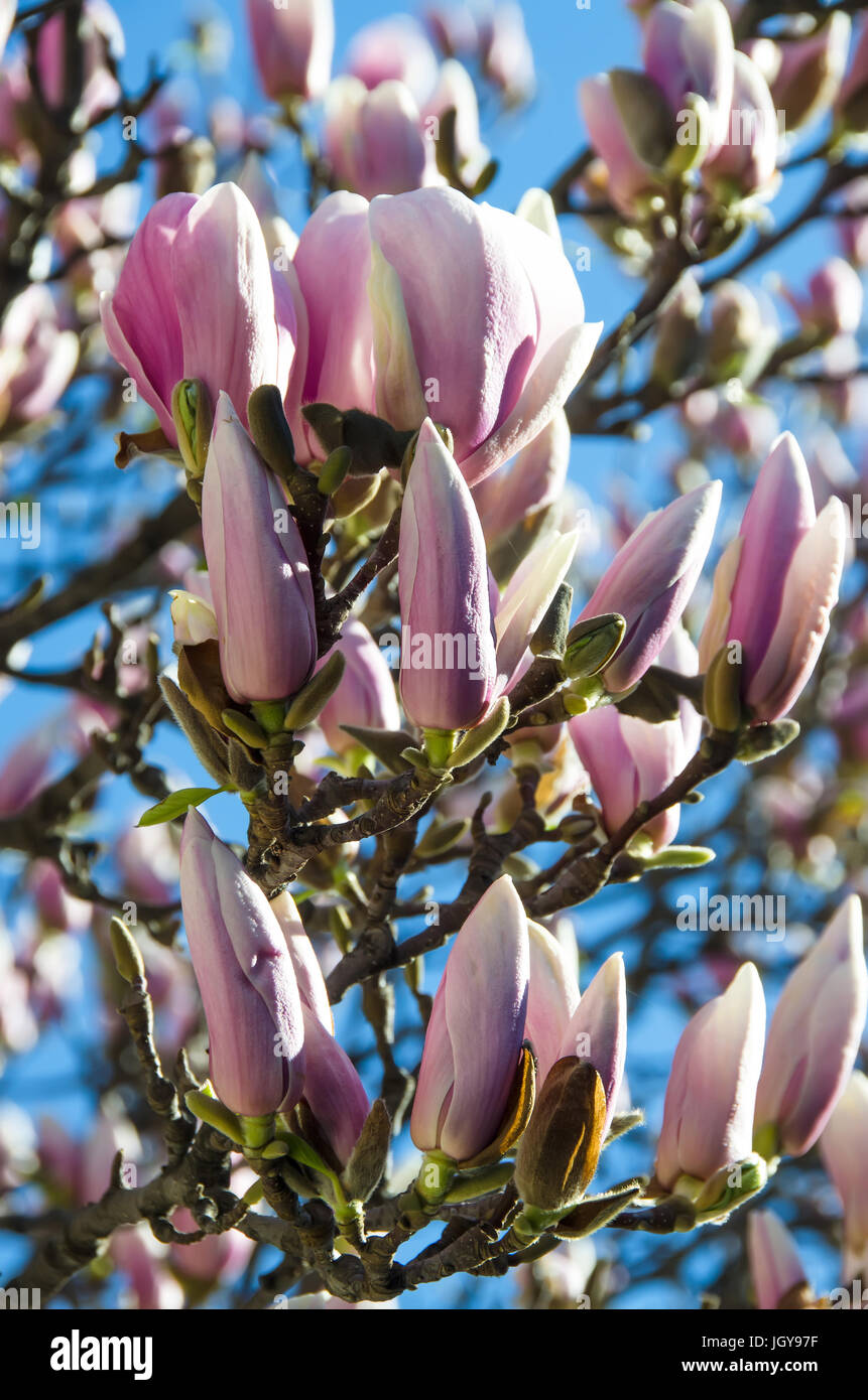 Pink magnolia tree branch flowers, family Magnoliaceae, close up ...