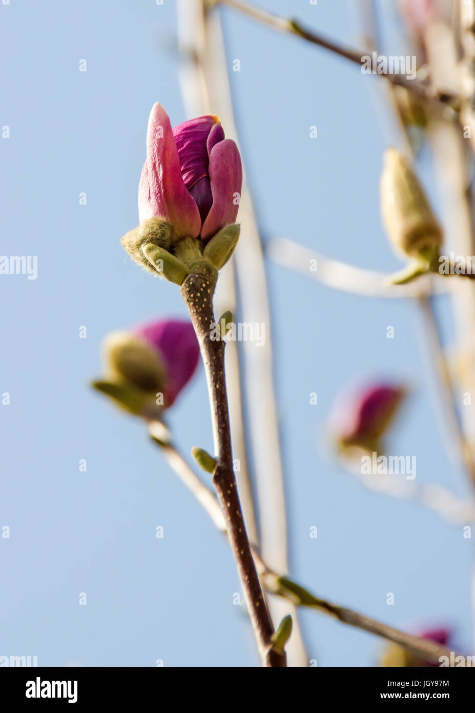 Pink magnolia tree branch flowers, family Magnoliaceae, close up ...