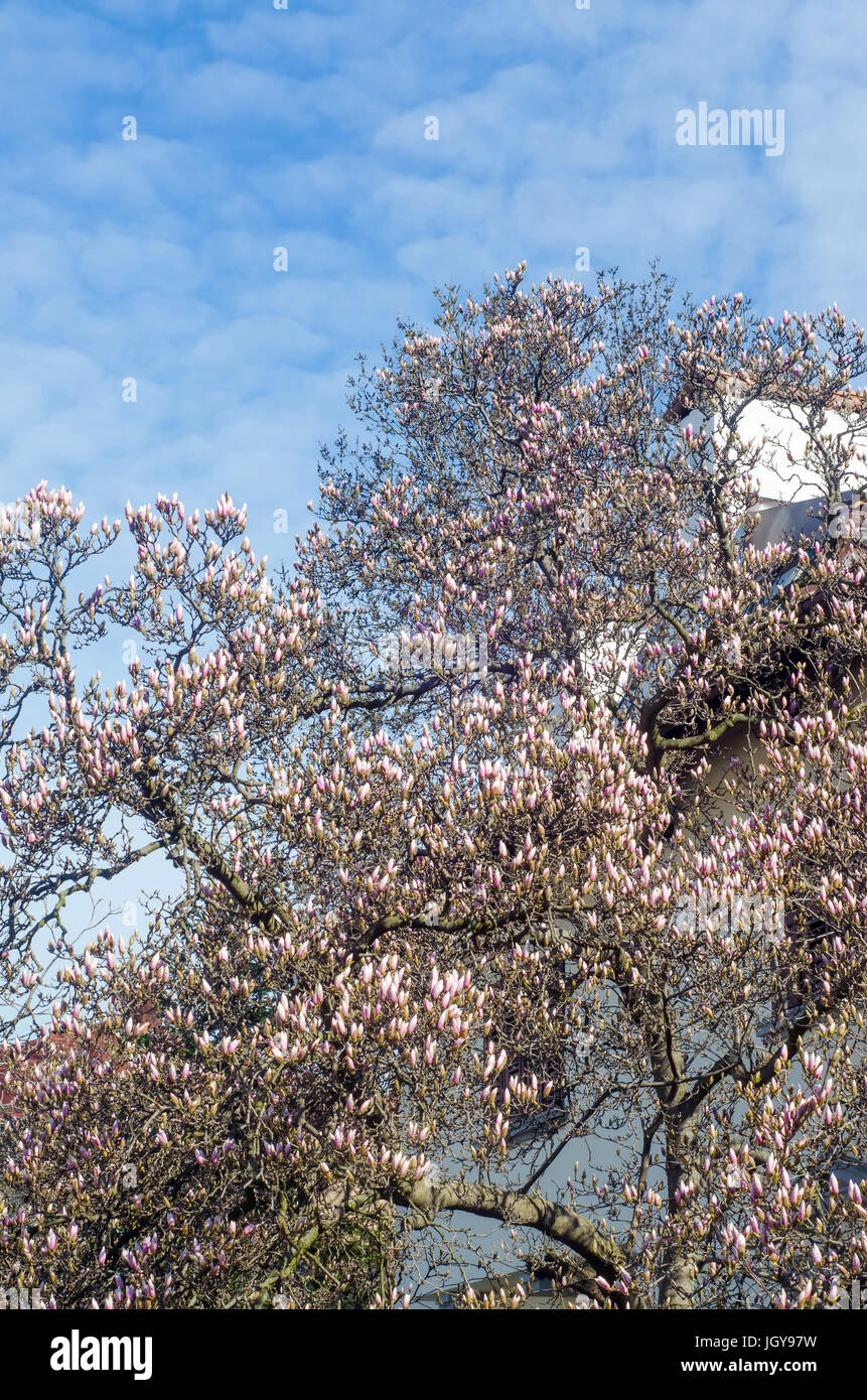 Pink magnolia tree branch flowers, family Magnoliaceae, close up ...